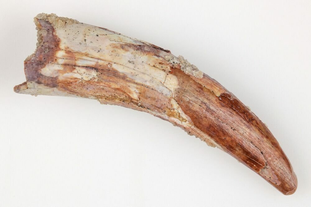 Pterosaur Teeth from Morocco: Fossils, Where to Find Them